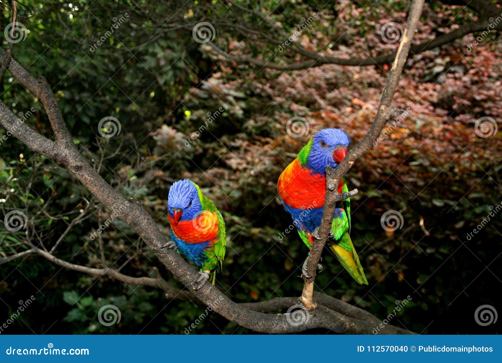 Bird, Vertebrate, Parrot, Macaw Picture. Image: 112570040
