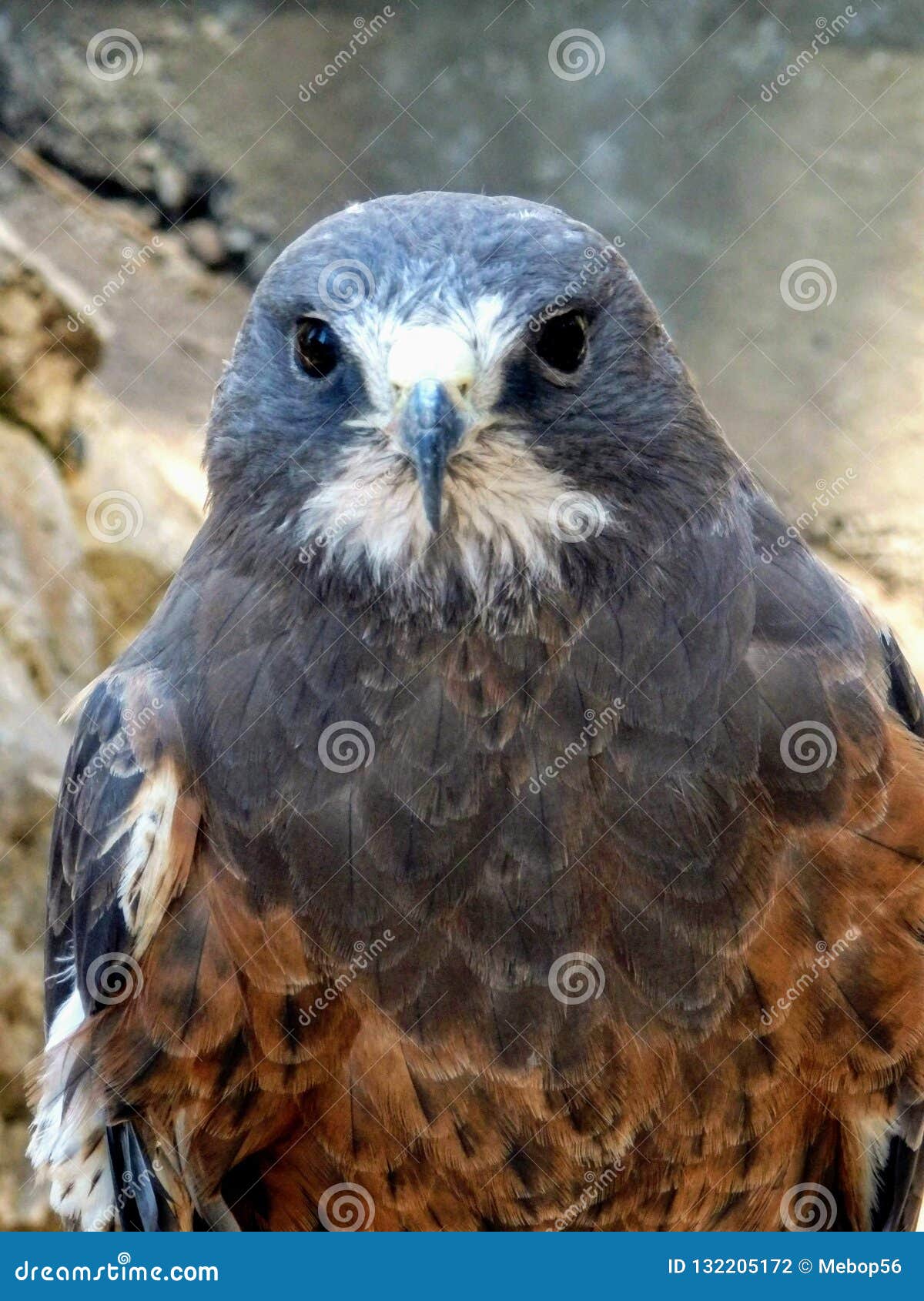 You looking at me? stock photo. Image of focused, bird - 132205172