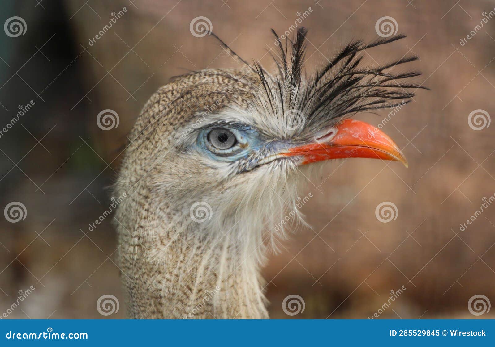 A Bird with a Very Large Feather and a Short Beak Stock Image - Image ...
