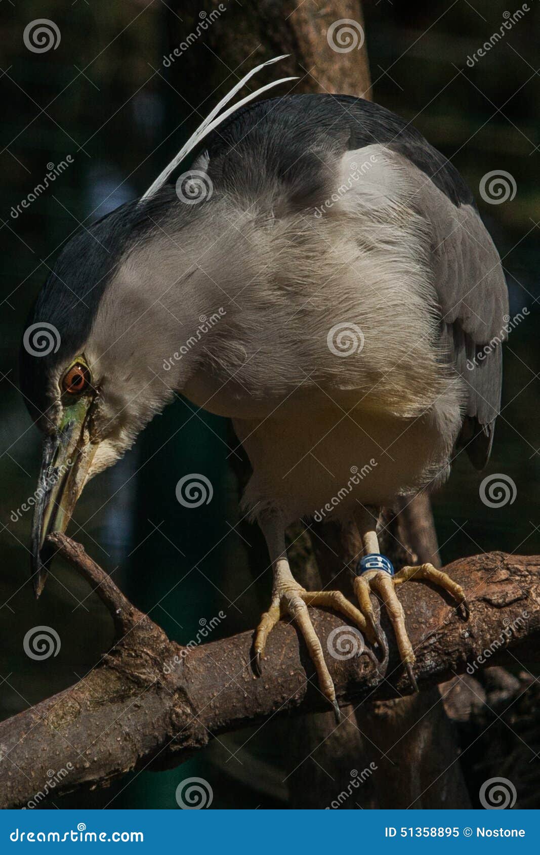 Bird stock image. Image of branches, unique, feathers - 51358895