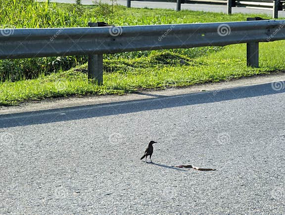 Bird vs Snake stock image. Image of blackbird, wild - 292026603