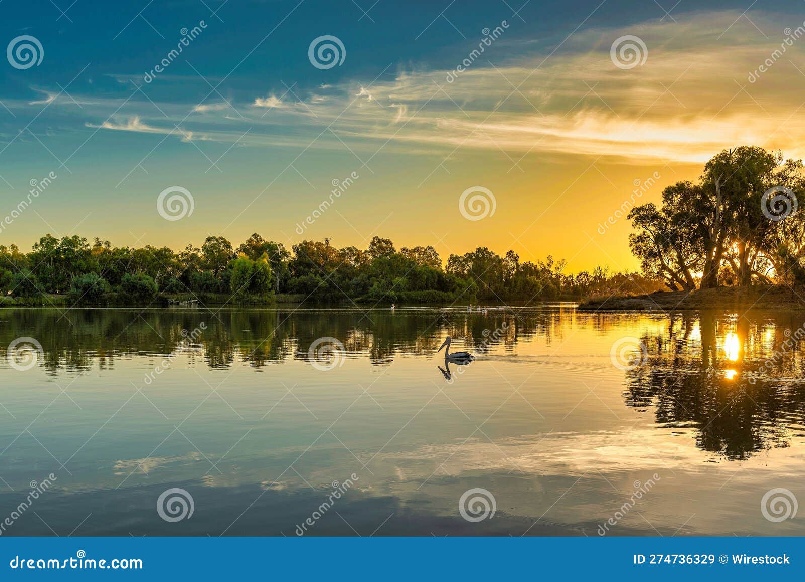 Bird Wading in the Murray River at Sunset. Stock Image - Image of sets ...