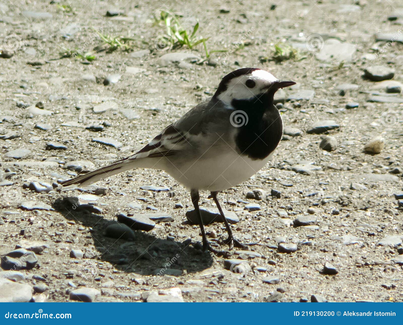 Bird wagtail on the soil stock photo. Image of natural - 219130200