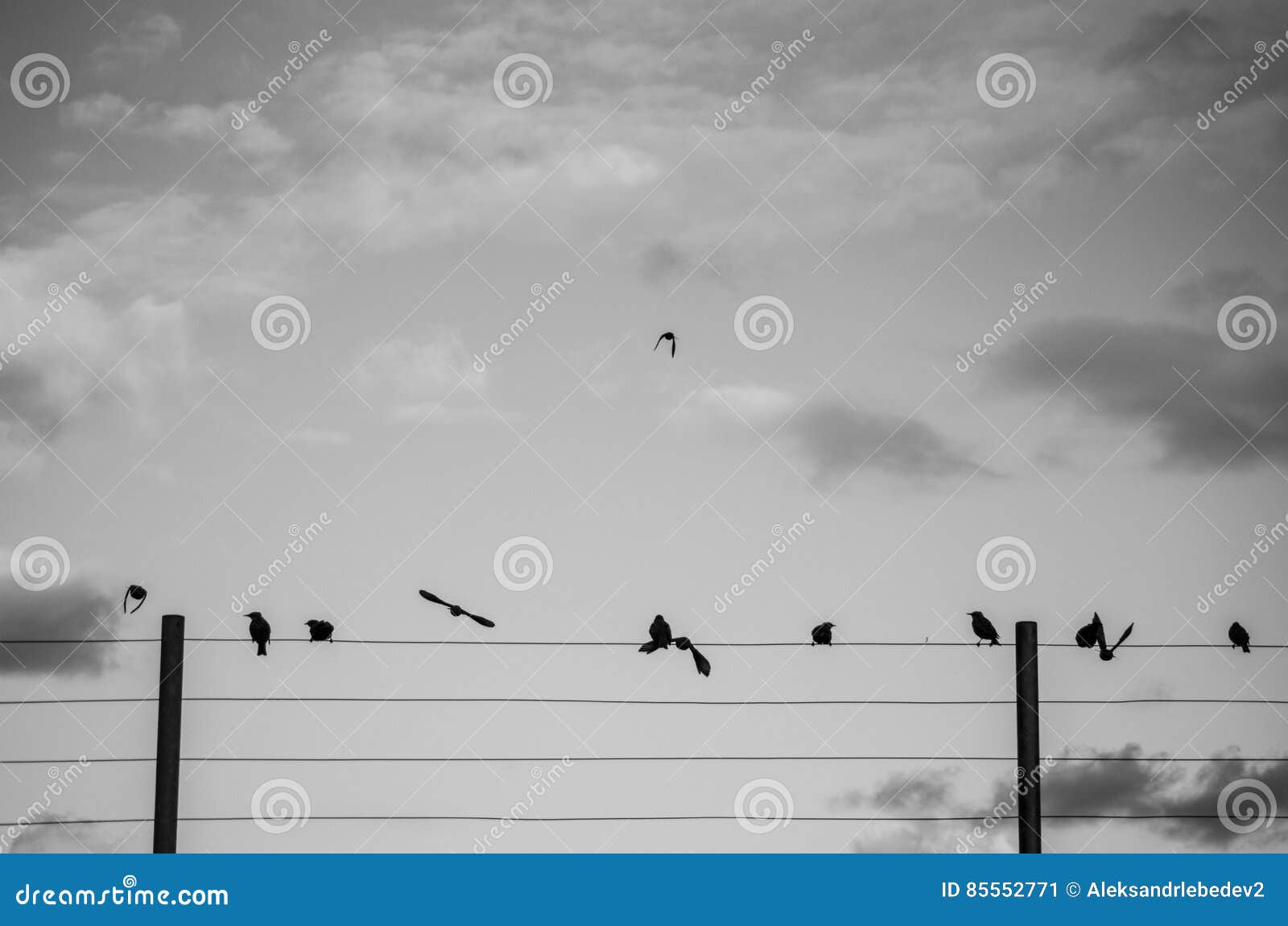 Bird are waiting tp fly stock image. Image of isolated - 85552771