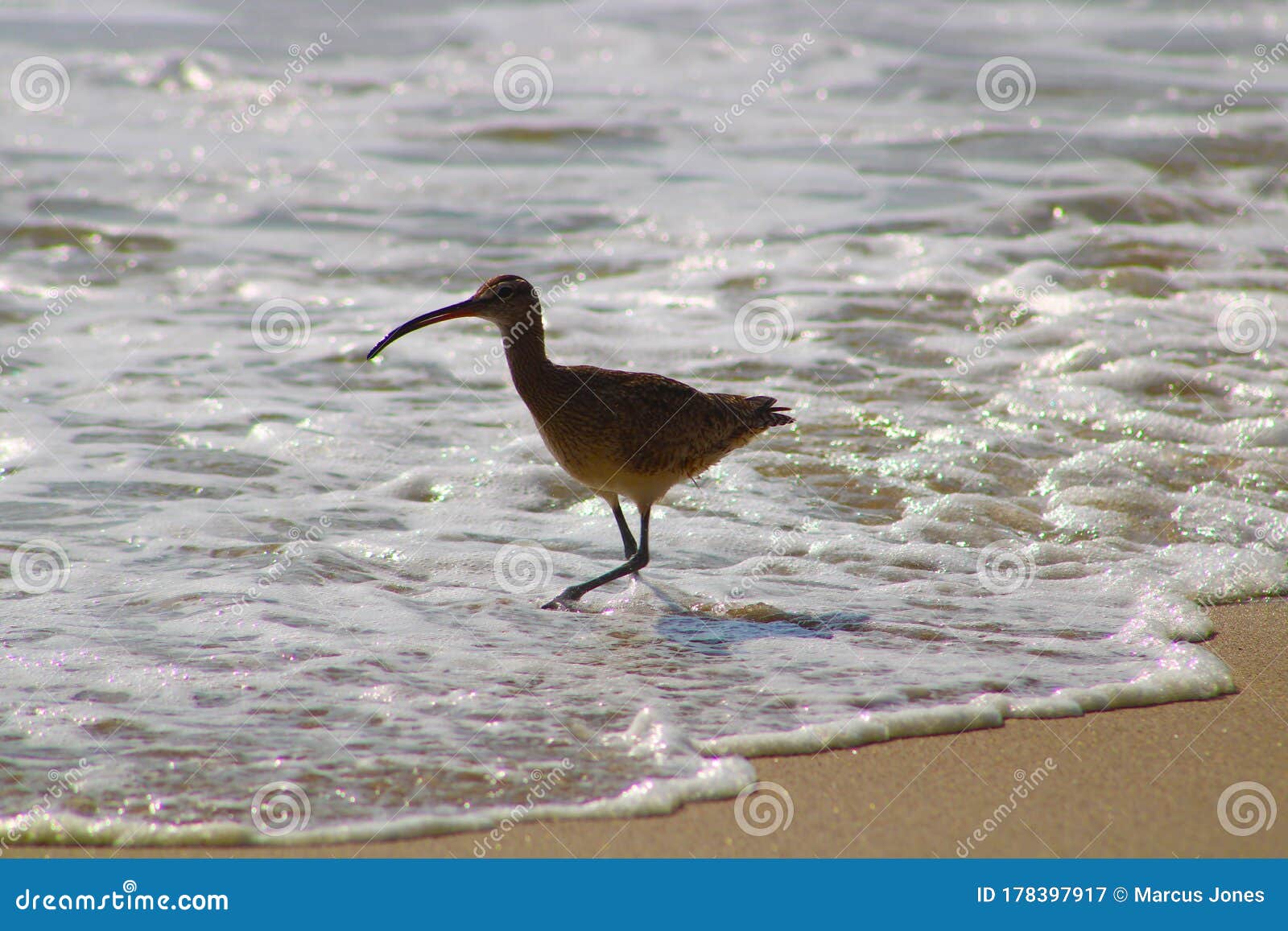 Bird Walking on the Beach with with Ocean Water Rolling in Stock Image ...