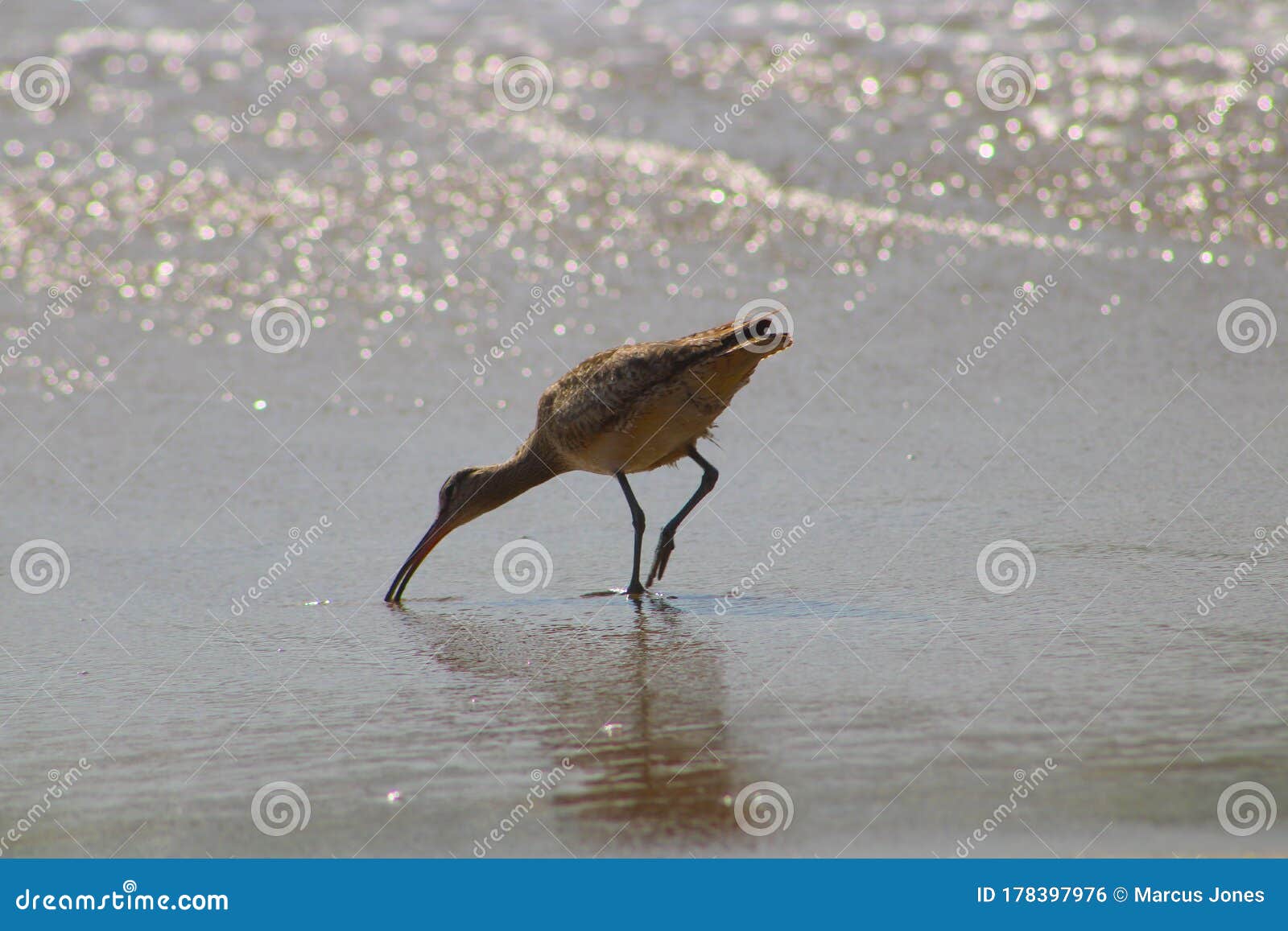 Bird Walking on the Beach with with Ocean Water Rolling in Stock Photo ...