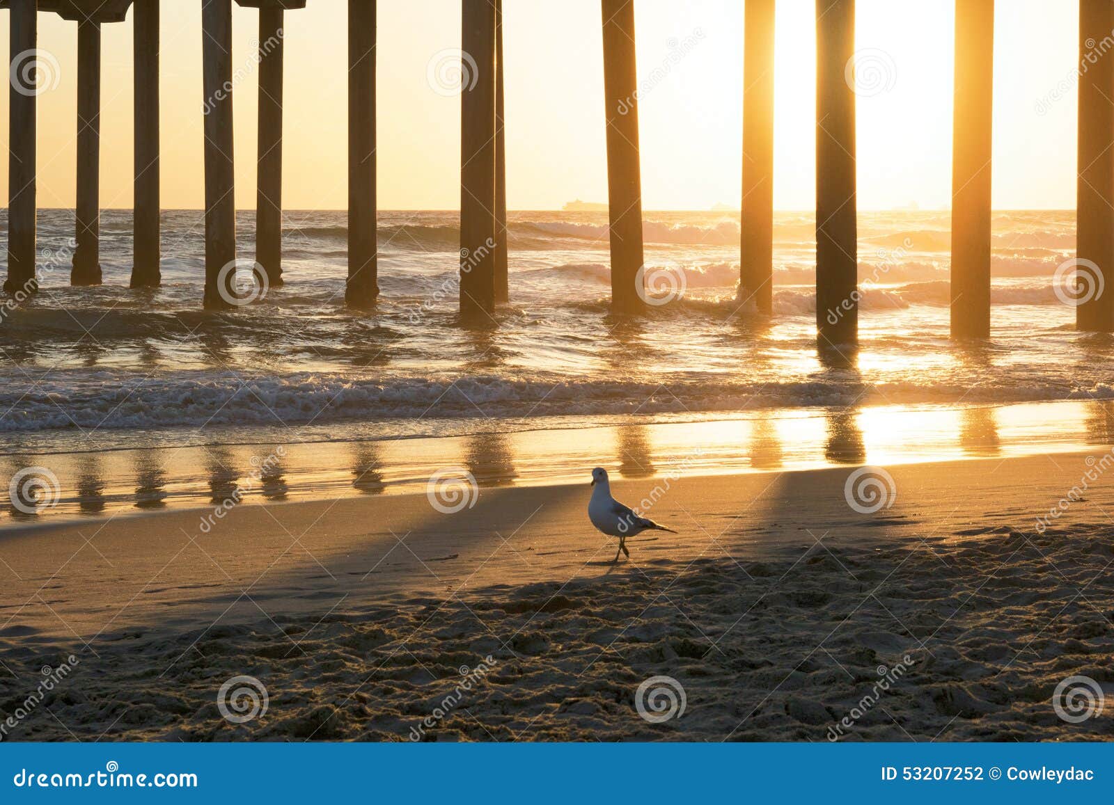 Bird Walking Beach Shore Under Pier at Sunset Stock Photo - Image of ...