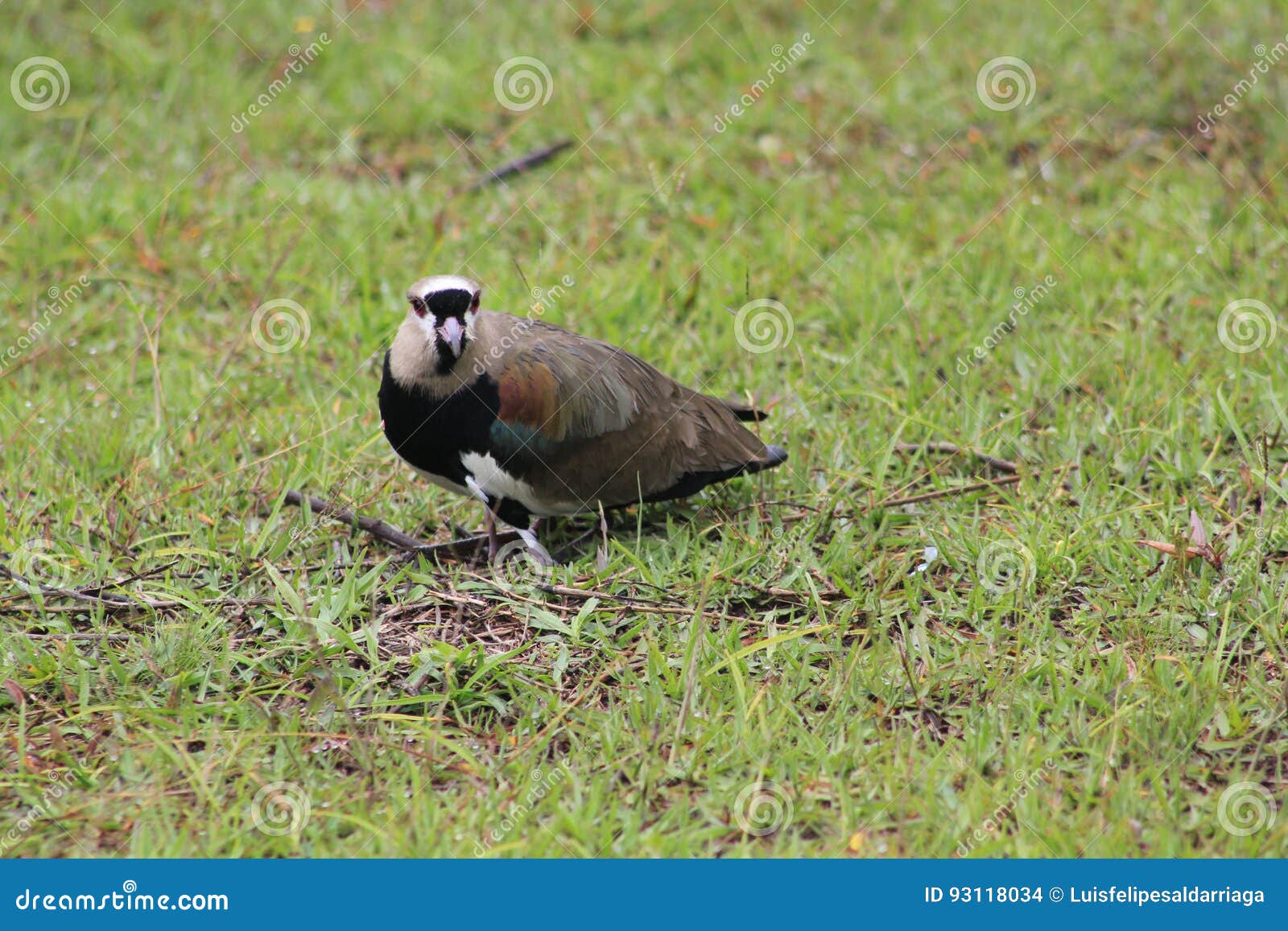 Bird walking stock photo. Image of walking, colombia - 93118034