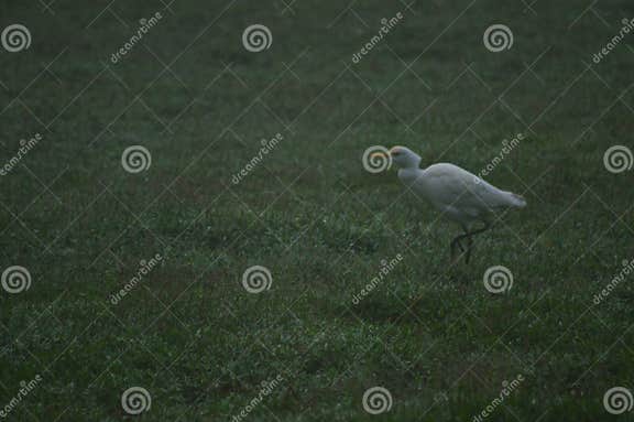 Bird walking on grass stock photo. Image of ducks, bird - 201904332