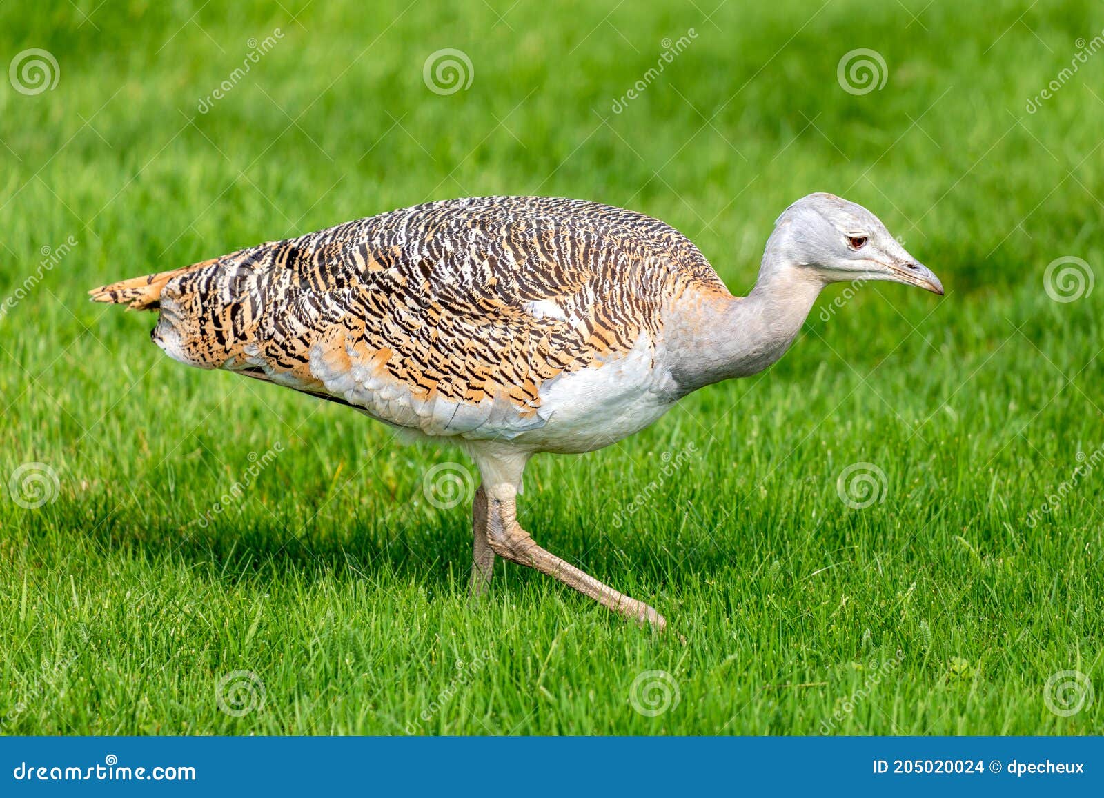 Bird Walking in the Grass stock photo. Image of grey - 205020024
