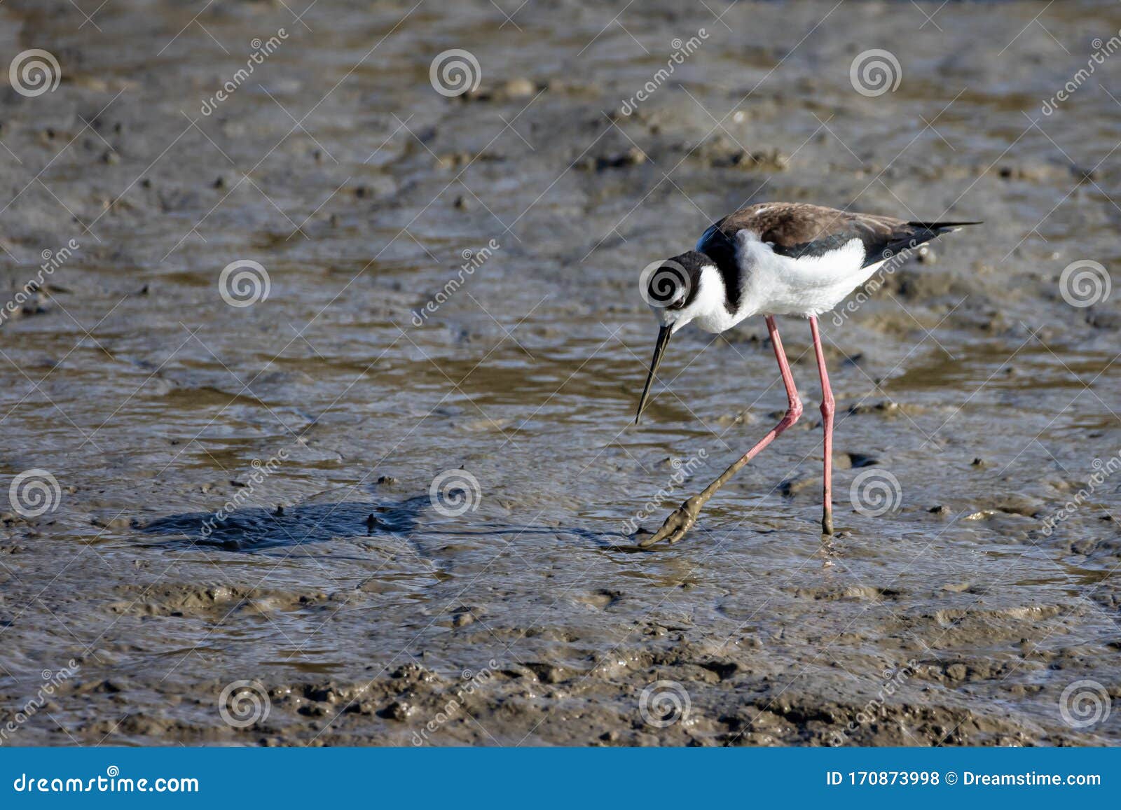 Bird walking on the mud stock photo. Image of walking - 170873998