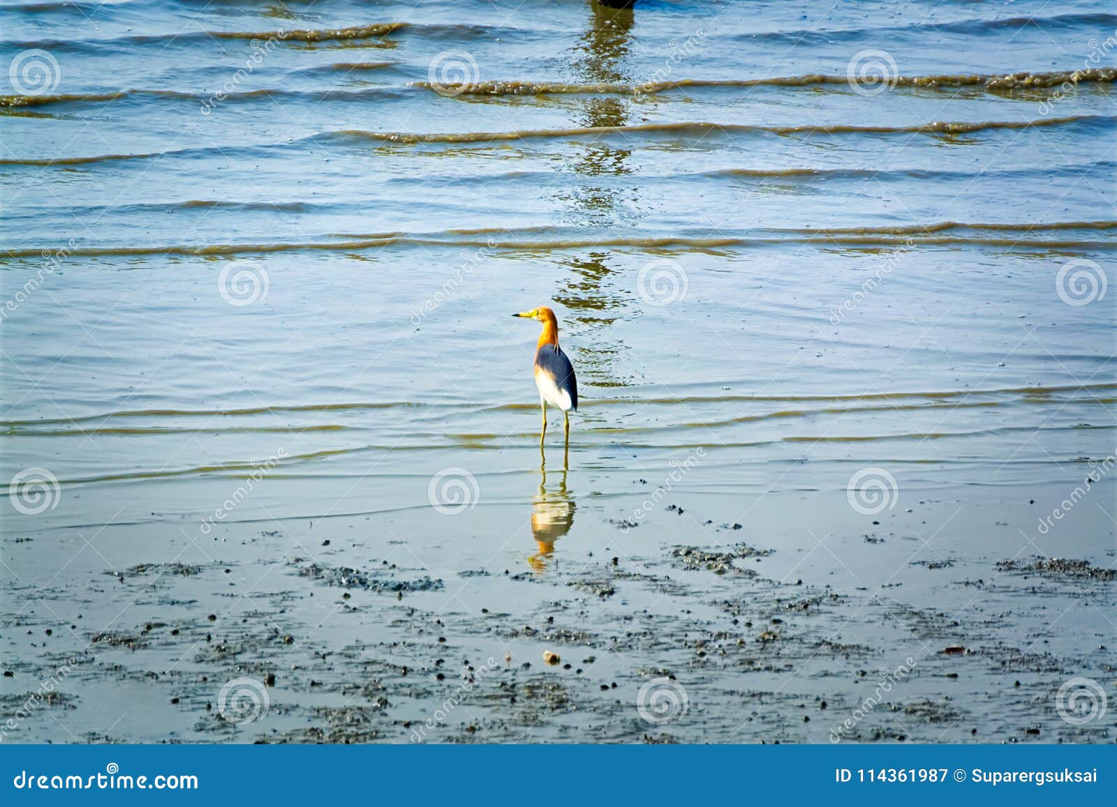 Bird Walking on the Mud with Sea Water Ripples Stock Image - Image of ...