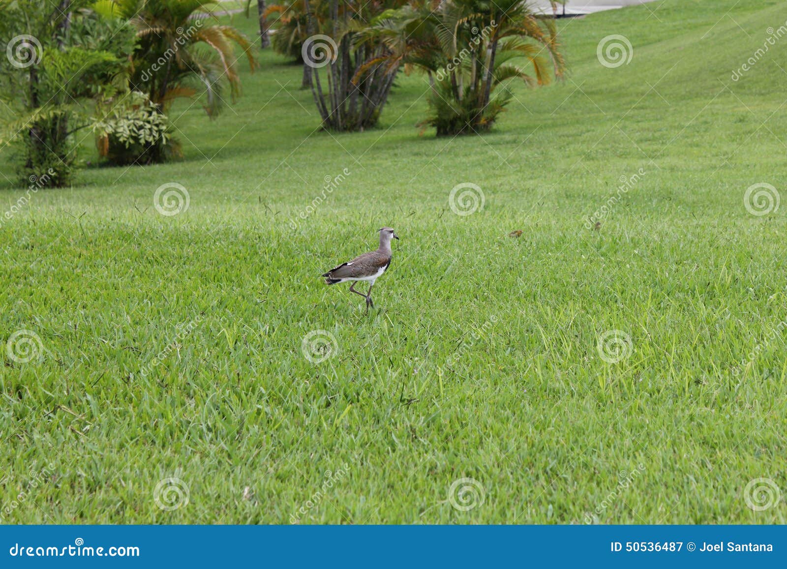 Bird walking in the park stock image. Image of pasaro - 50536487