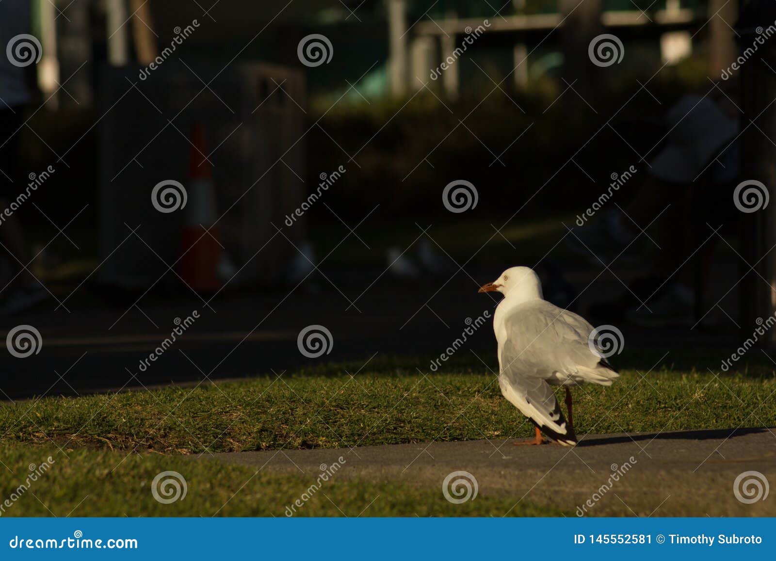 Bird Walking in a Park stock image. Image of beak, bird - 145552581