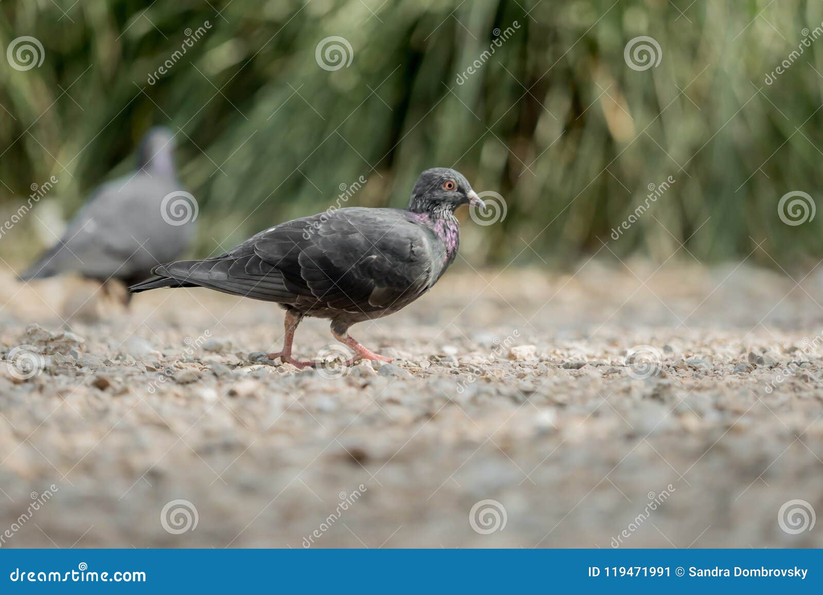 A Bird is Walking on a Path Stock Image - Image of sand, outdoor: 119471991