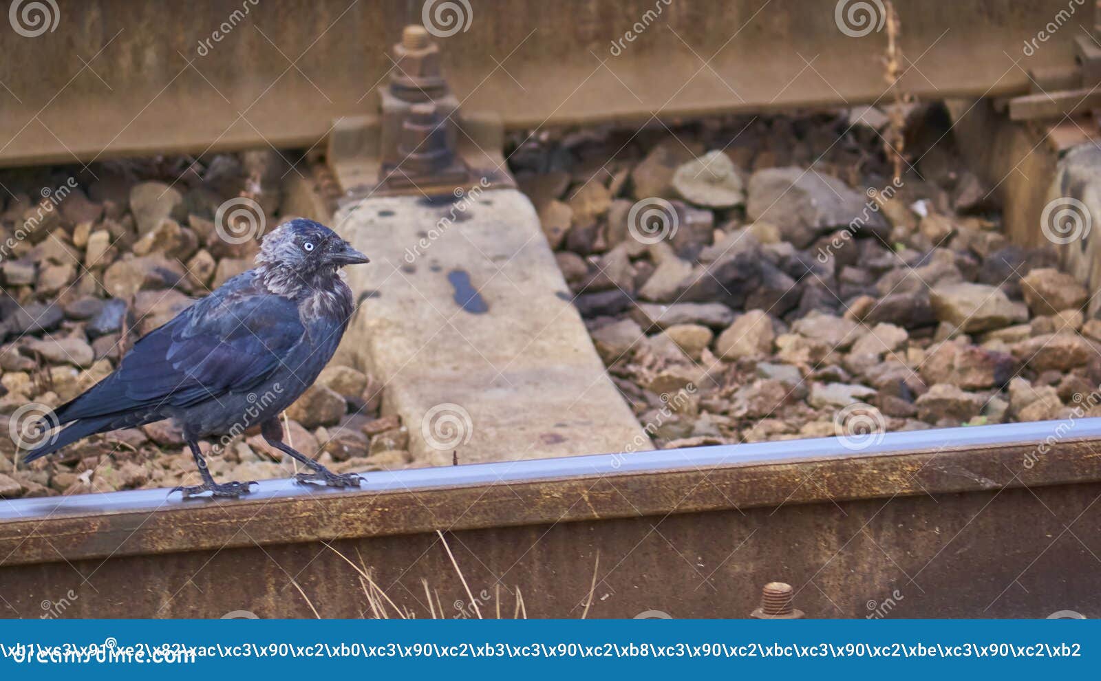 Bird Walks on Rails. General Plan Color Stock Photo - Image of ...