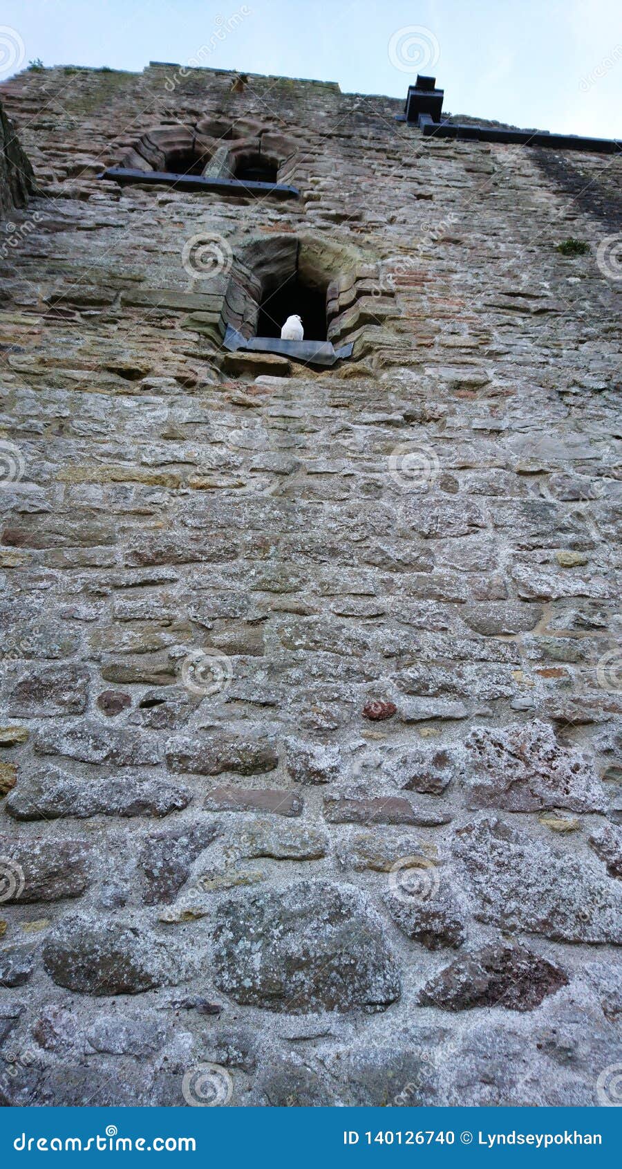 Bird in a wall stock photo. Image of alcoves, chepstow - 140126740