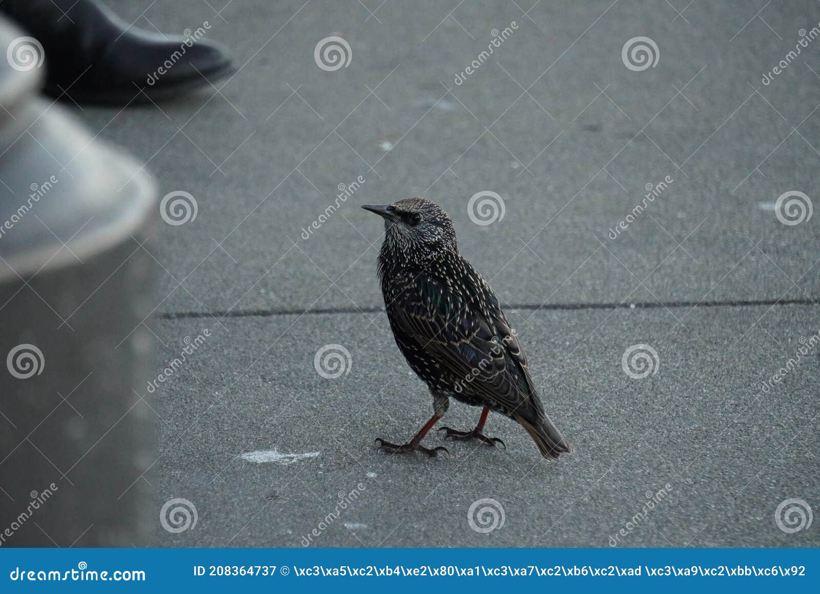 The Bird Was in a Daze on the Floor Stock Image - Image of branch ...
