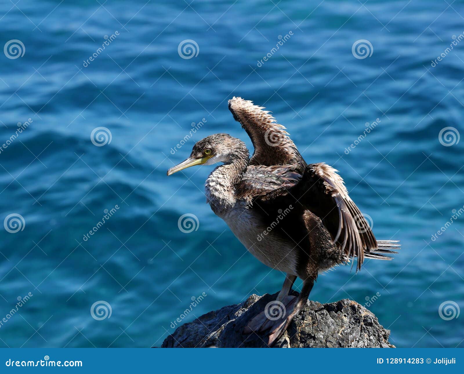 Bird washing stock image. Image of washing, blue, greece - 128914283