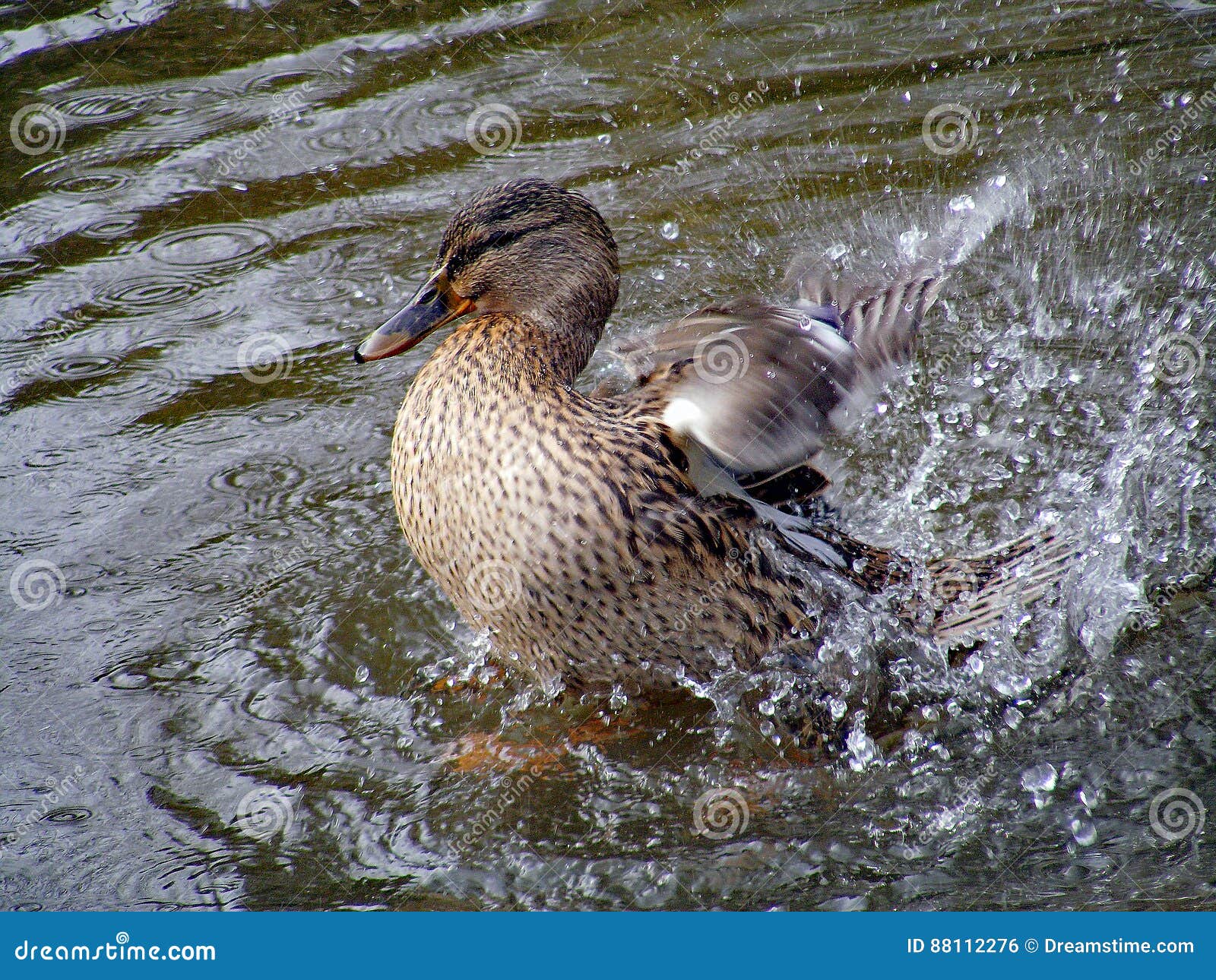 Bird washing stock photo. Image of wings, fleck, feathers - 88112276