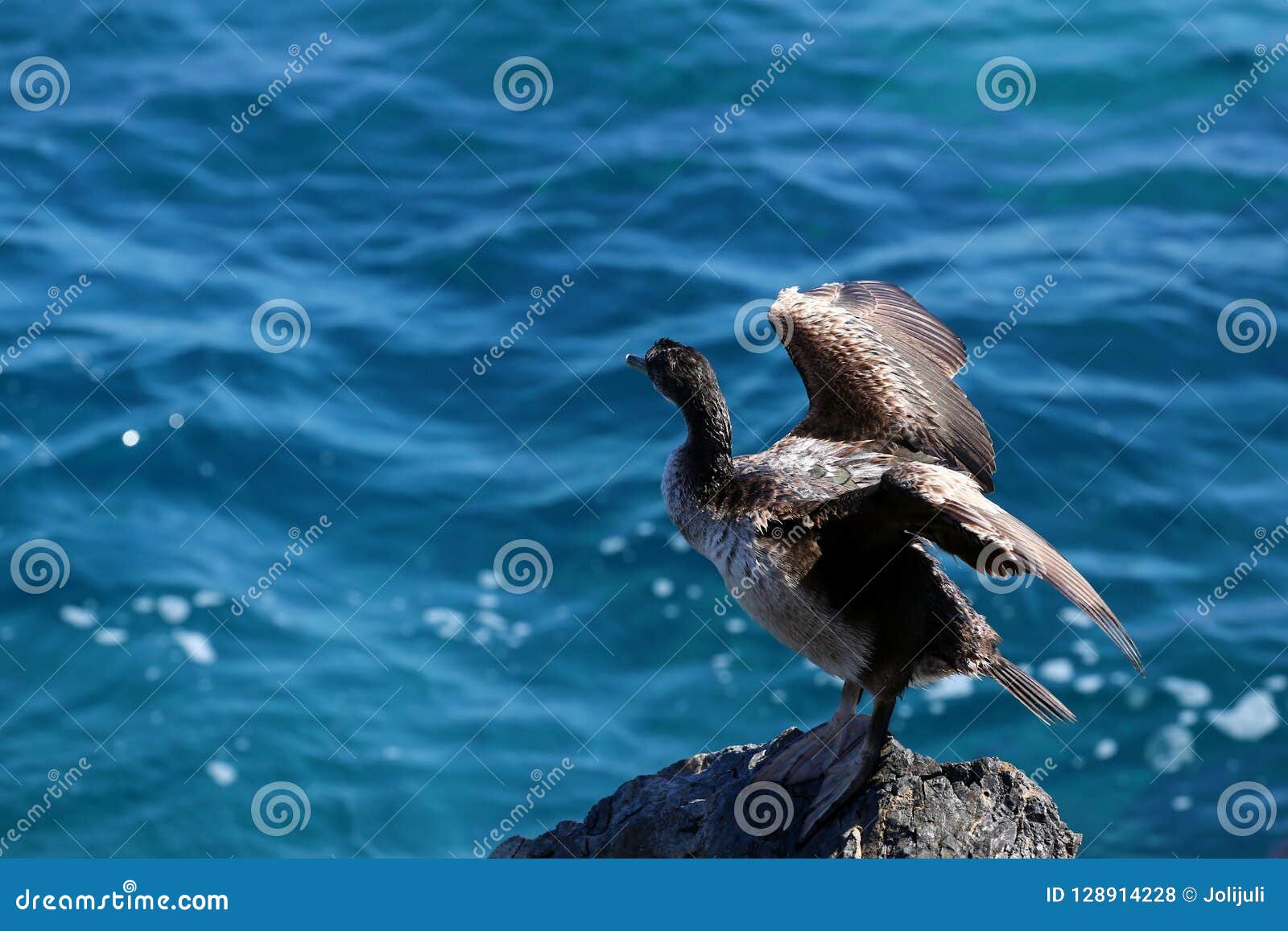Bird washing stock photo. Image of sunlight, bird, wings - 128914228