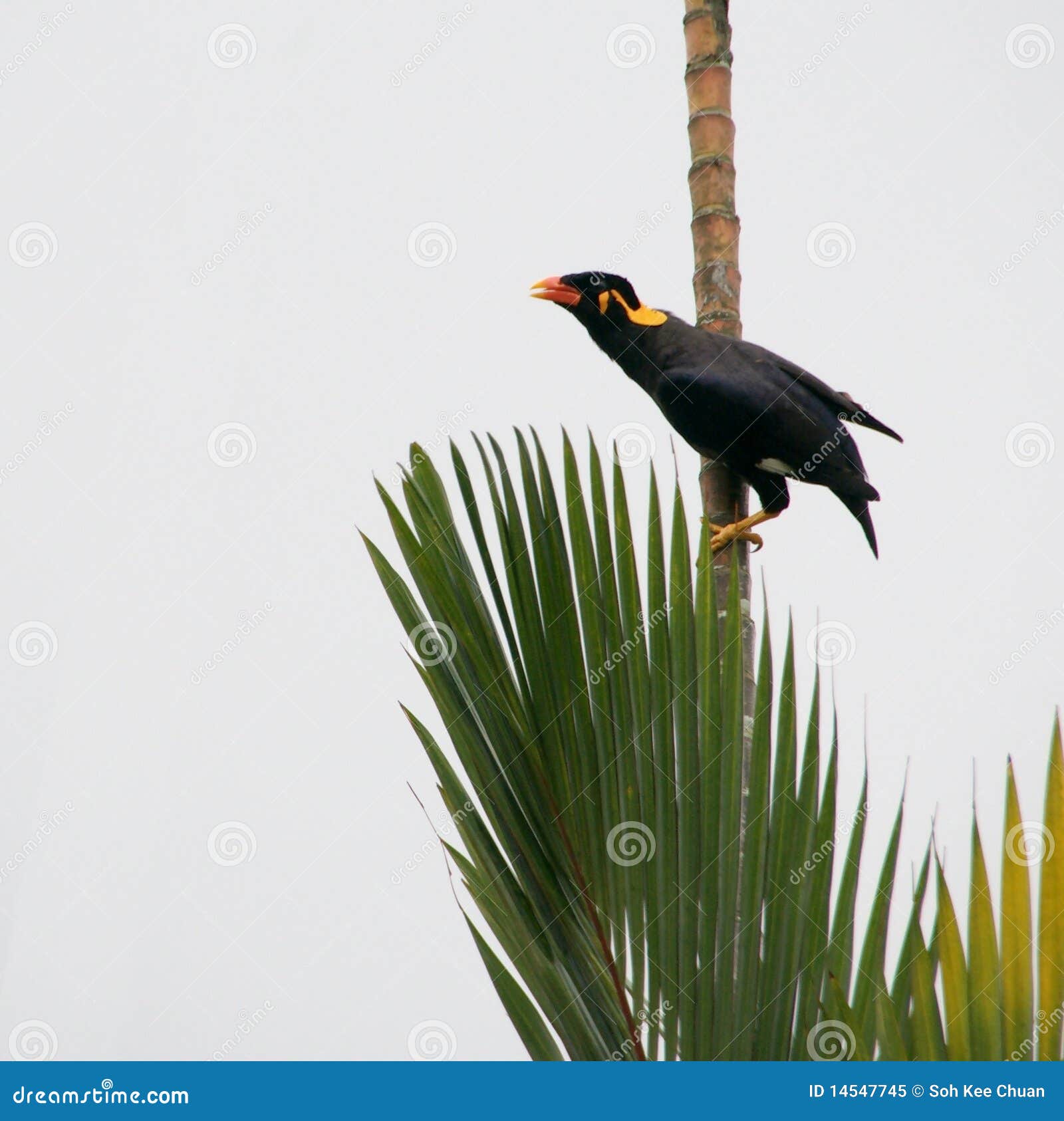 Bird Watch stock image. Image of head, tall, high, lookout - 14547745