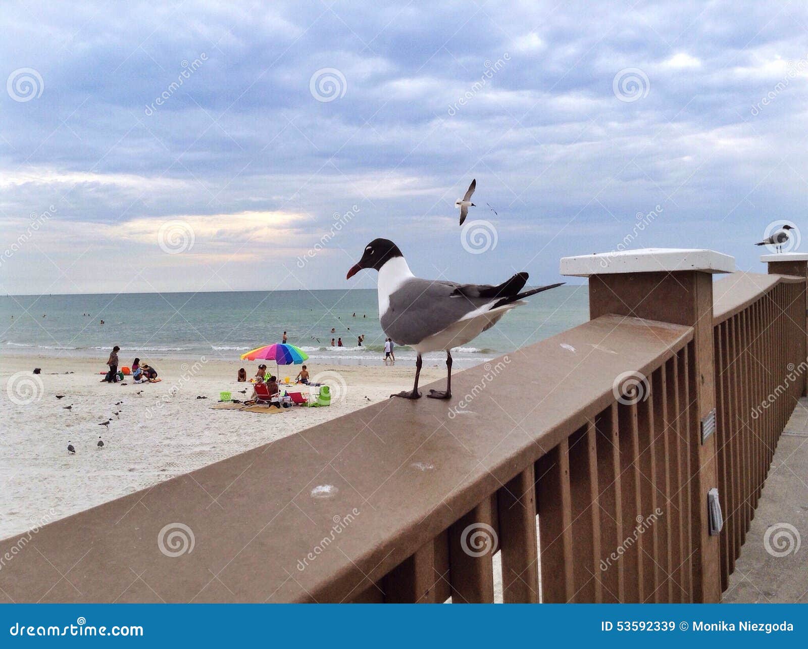 Bird watching the ocean editorial stock image. Image of people - 53592339