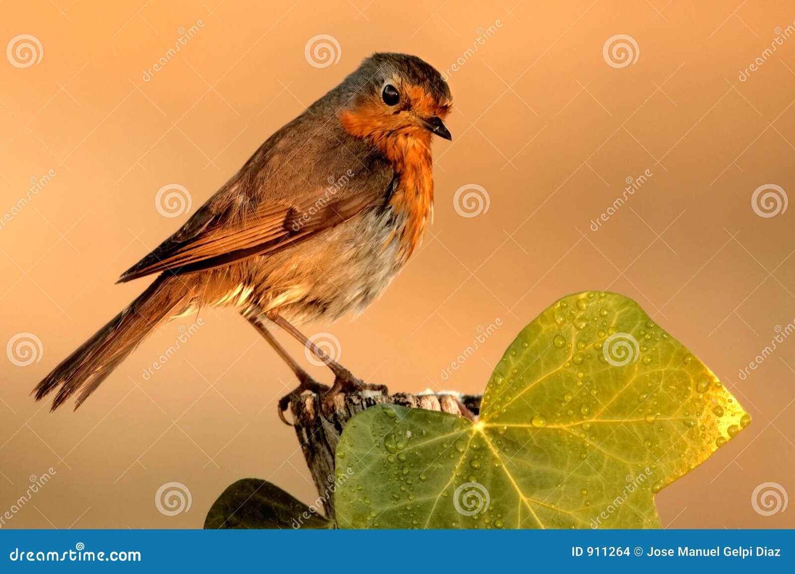Bird Watching at the Camera Stock Photo - Image of feathered, wing: 911264