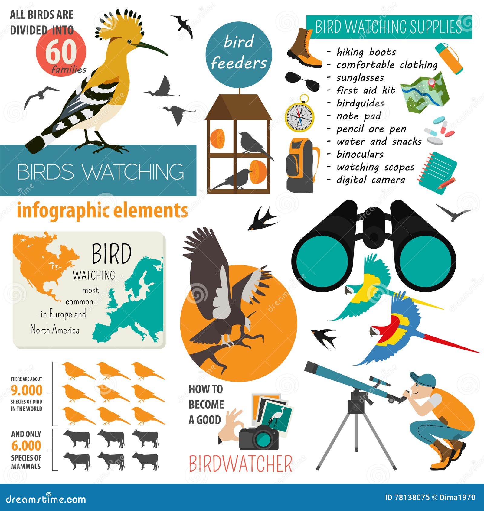 Bird Watching Infographic Template Stock Vector - Illustration of icon ...