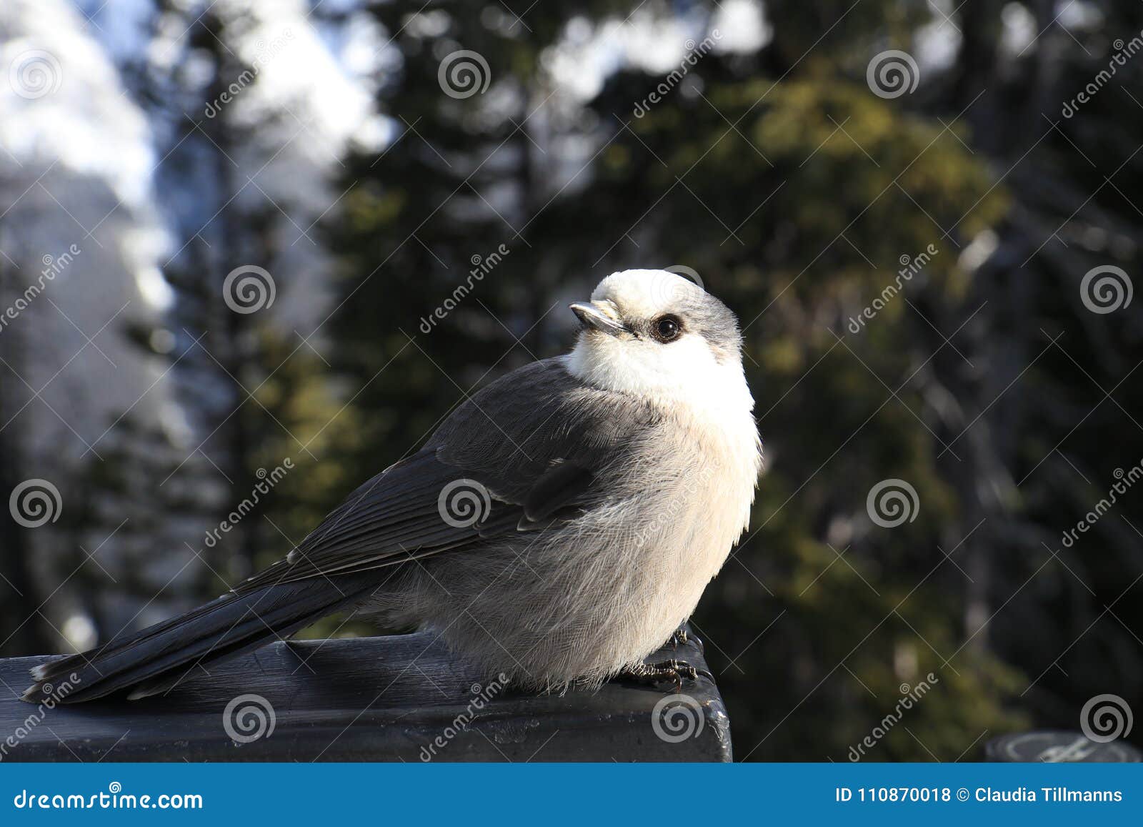 Bird is watching stock photo. Image of avian, seasons - 110870018