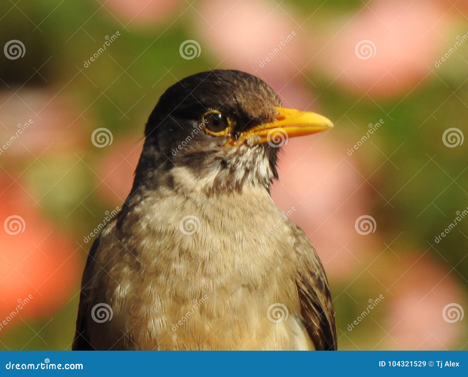 Bird in Santiago, Chile stock image. Image of chile - 104321529