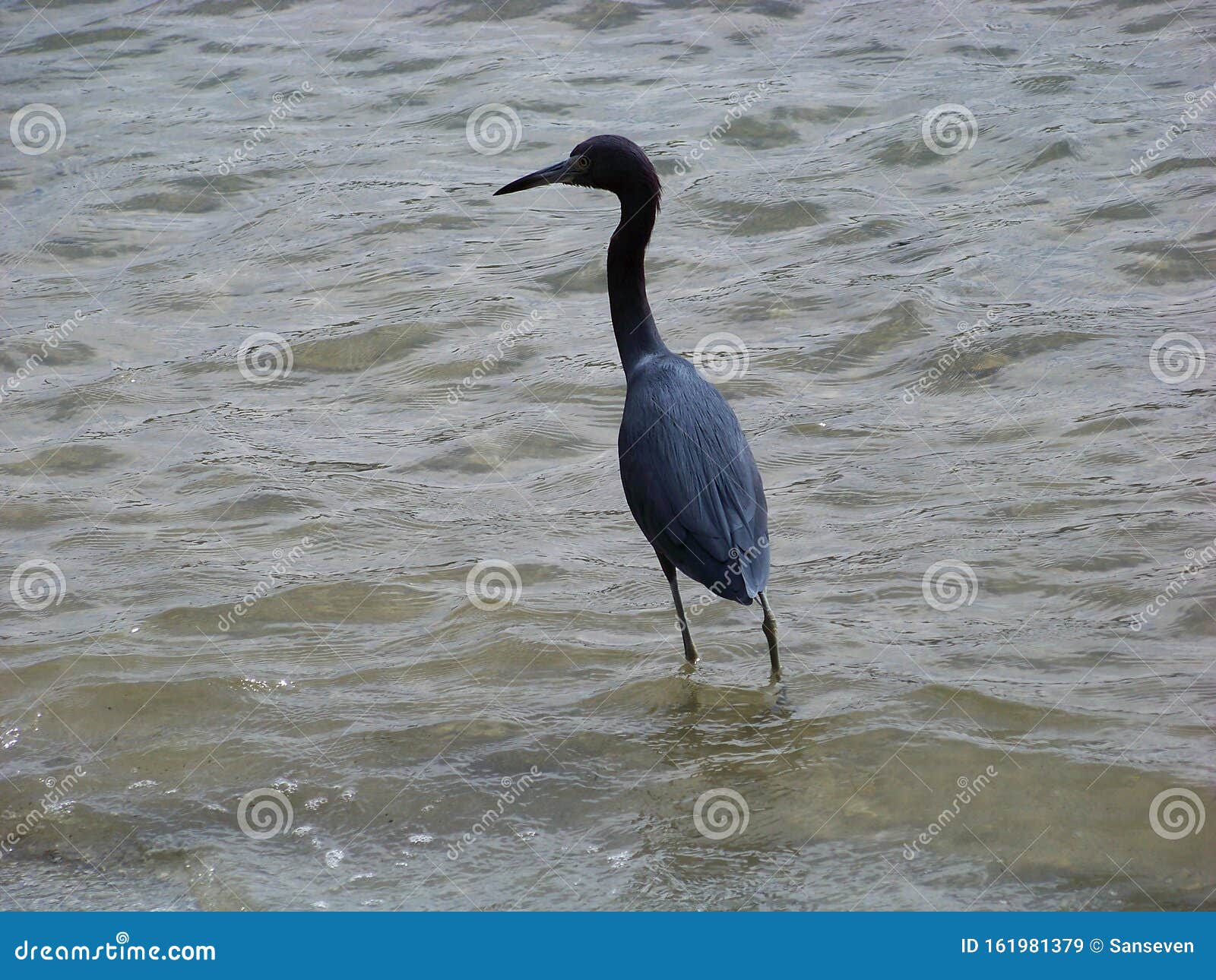 Bird Watching in Stuart, Florida, USA Stock Image - Image of stuart ...