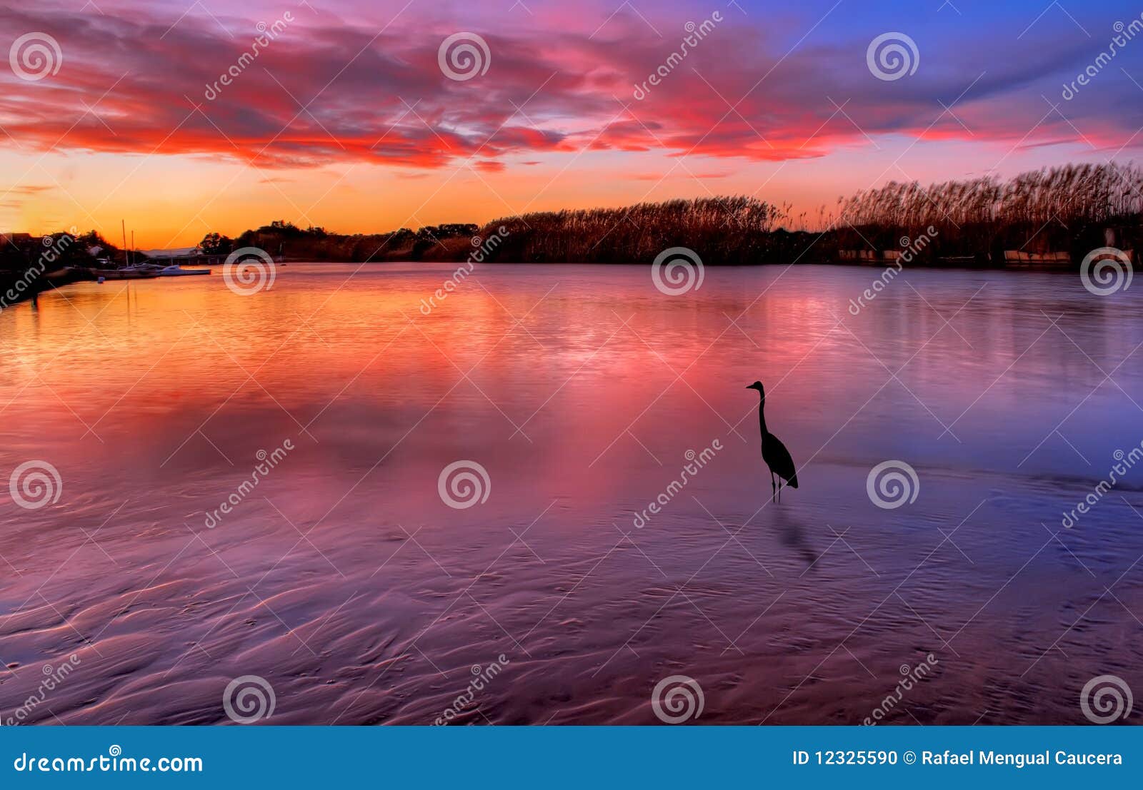 Bird watching the sunset stock photo. Image of vacations - 12325590