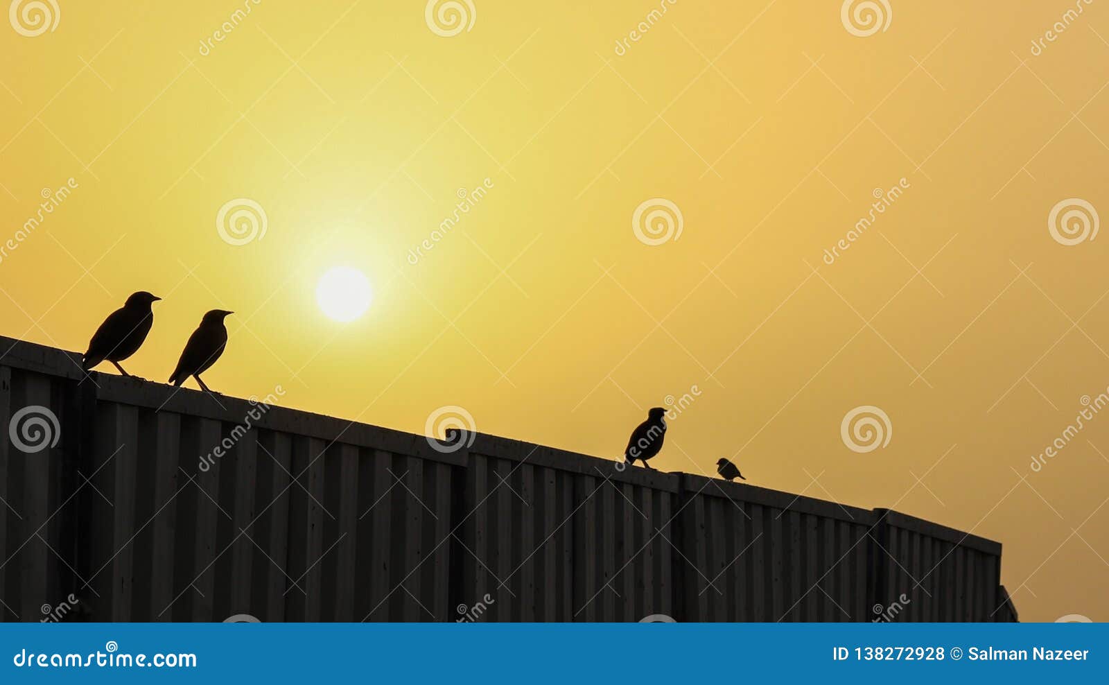 Bird Watching stock photo. Image of view, great, silhouette - 138272928