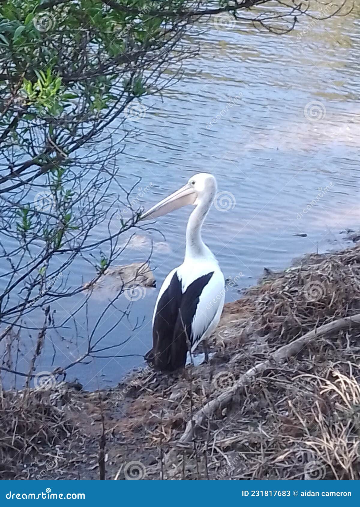 Bird in the water stock image. Image of bird, water - 231817683