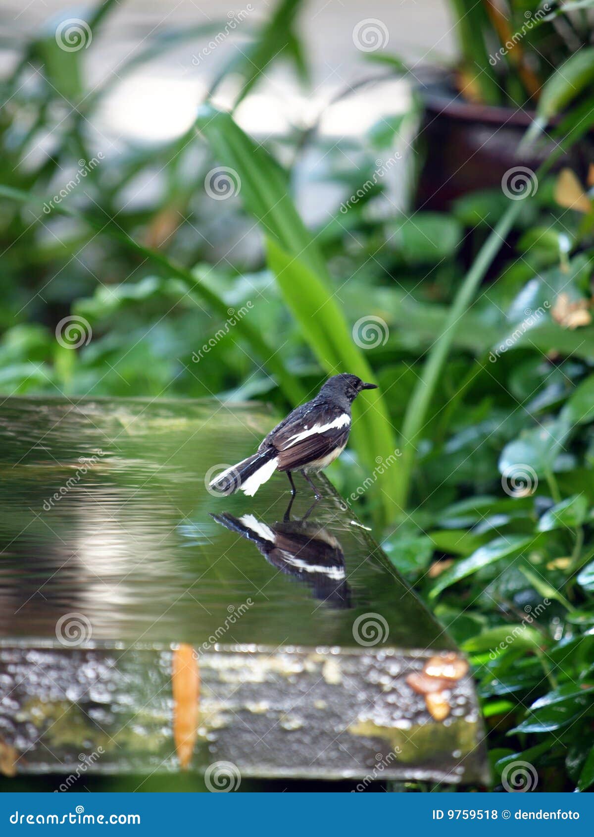 Bird on the water stock photo. Image of bird, light, thai - 9759518