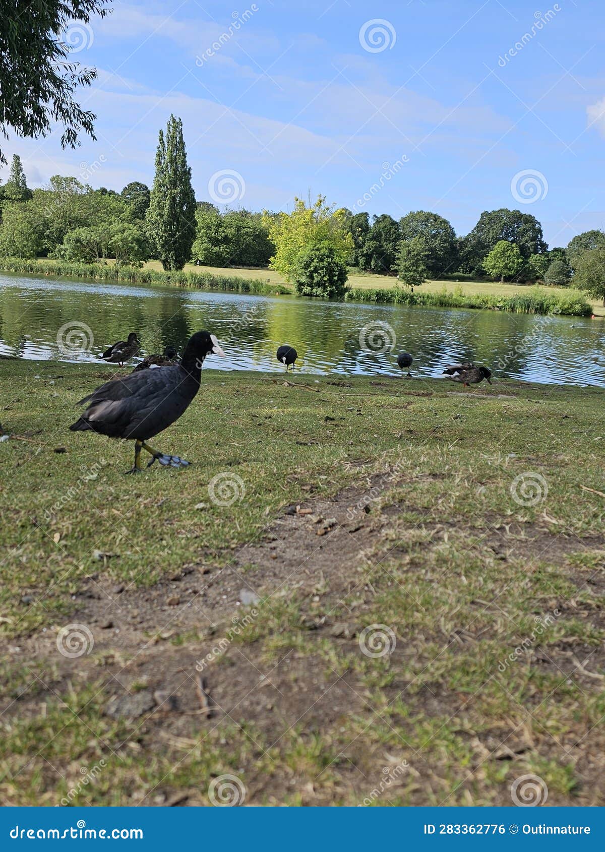 Bird by the Lake Water Edge Stock Photo - Image of wild, birds: 283362776