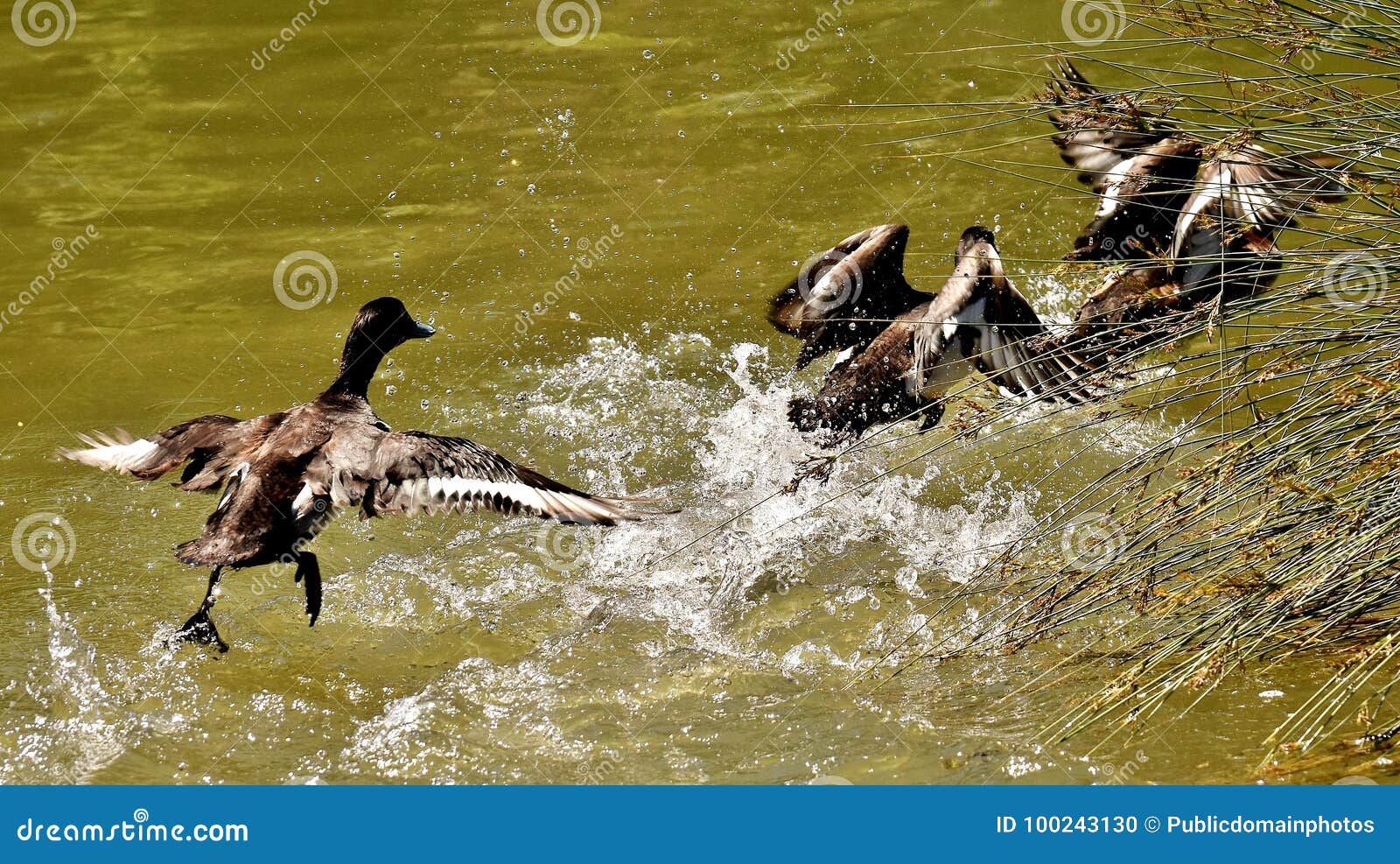 Bird, Water, Fauna, Ecosystem Picture. Image: 100243130