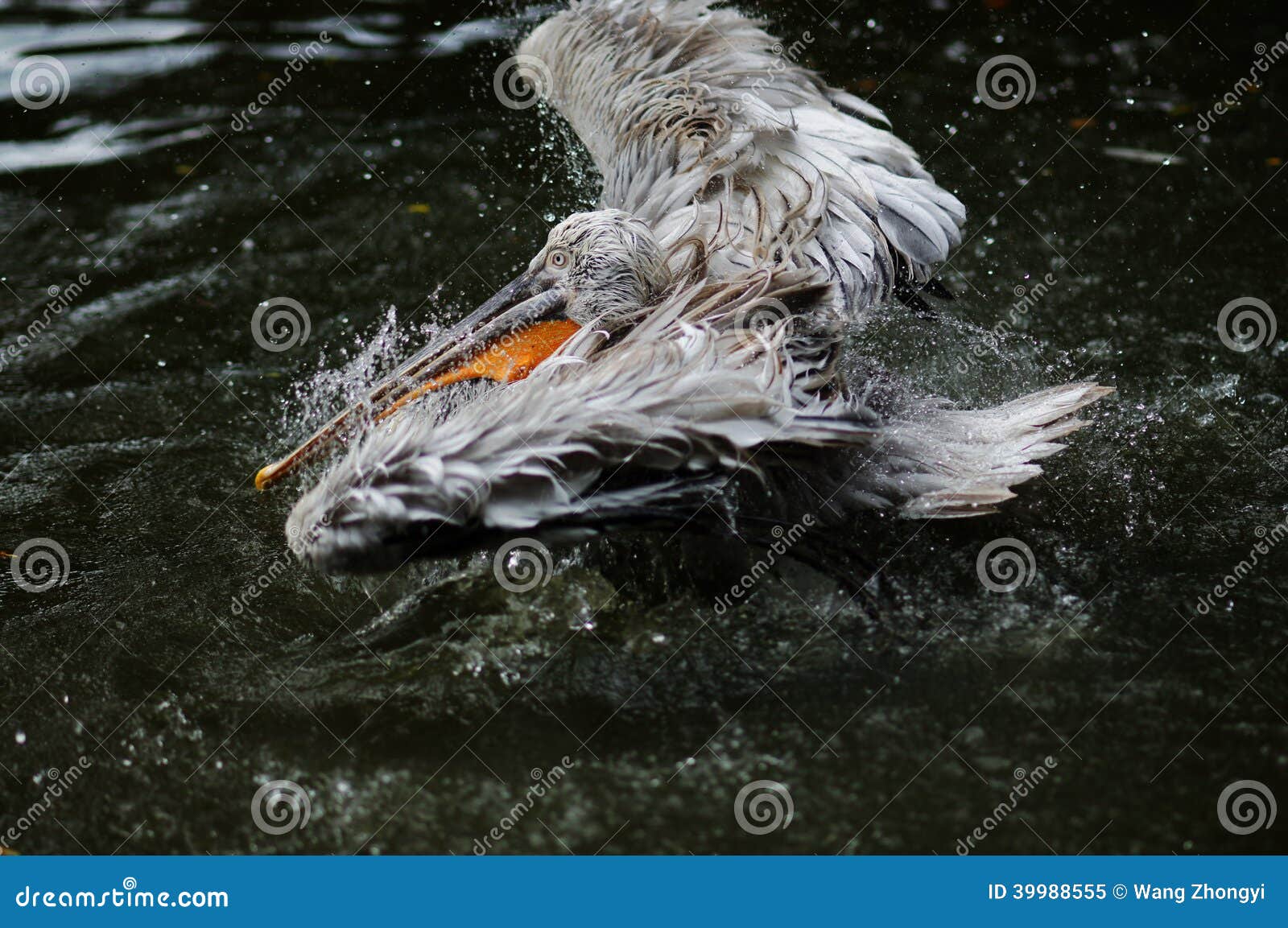 A bird in the water stock image. Image of life, falpping - 39988555