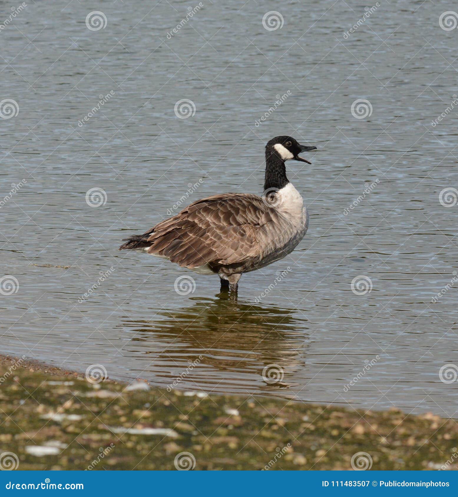 Bird, Water Bird, Goose, Fauna Picture. Image: 111483507