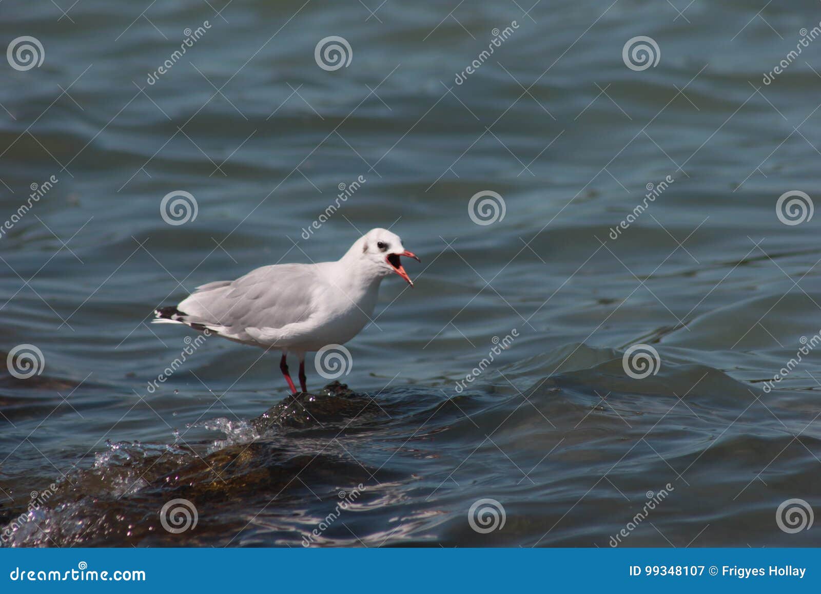Seagull Is Crying On The Rock Royalty-Free Stock Photography ...