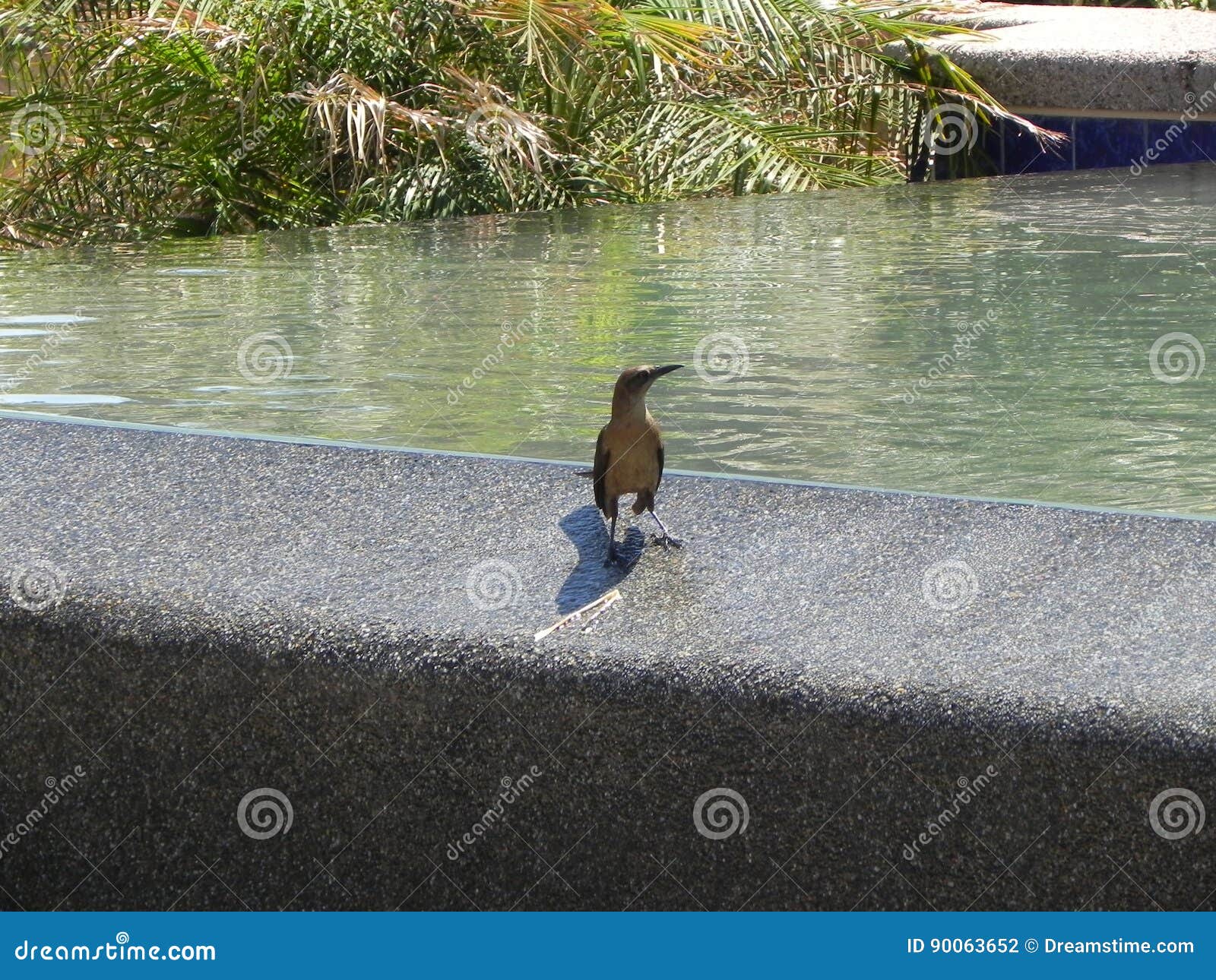 Bird at Water`s Edge stock photo. Image of formal, waters - 90063652