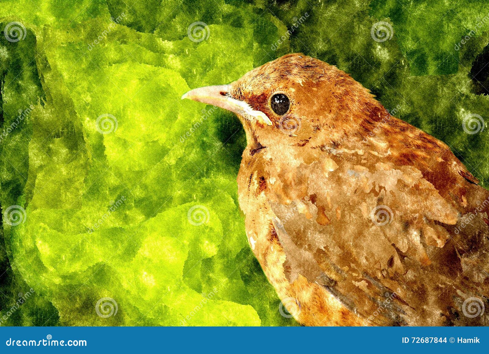 Thrush Drawing Stock Illustrations – 657 Thrush Drawing Stock ...