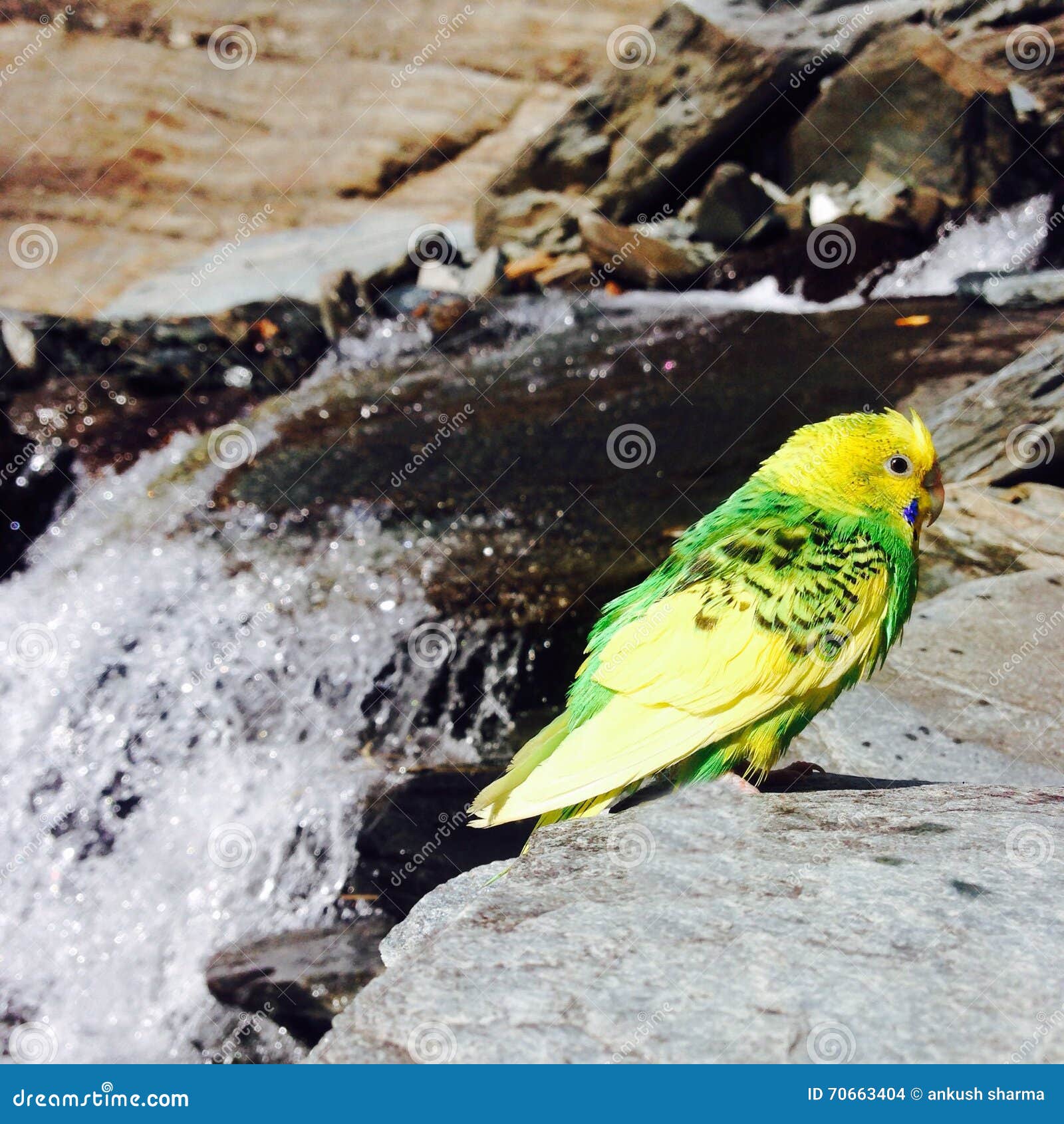 Bird stock photo. Image of bird, waterfall, feel, nature - 70663404
