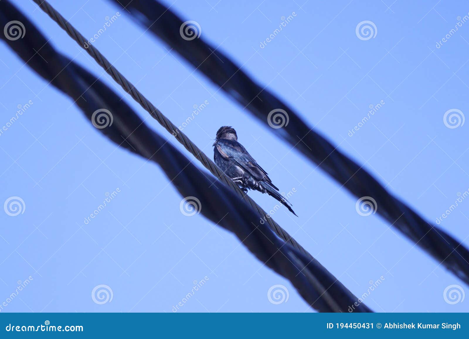 A Bird Which is Sitting in a Pose. Stock Image - Image of colour ...