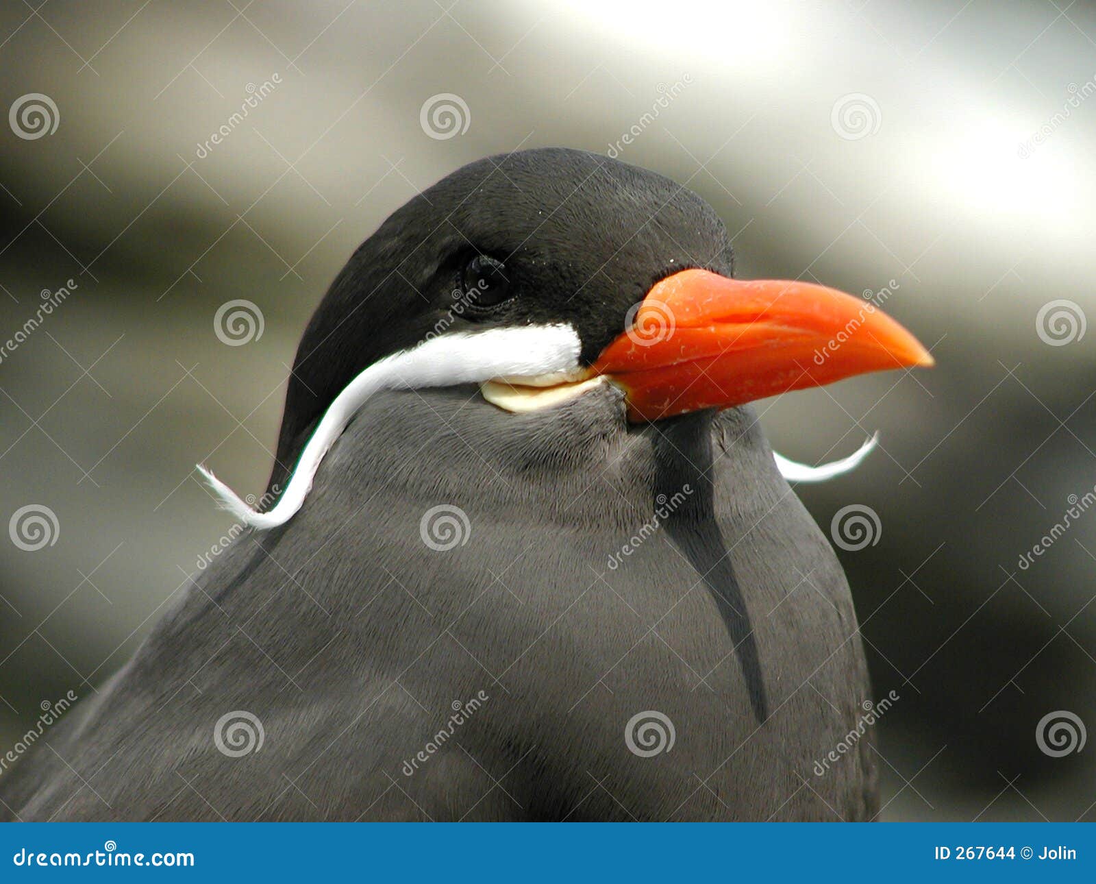 Bird whiskered stock photo. Image of face, peak, whiskered - 267644