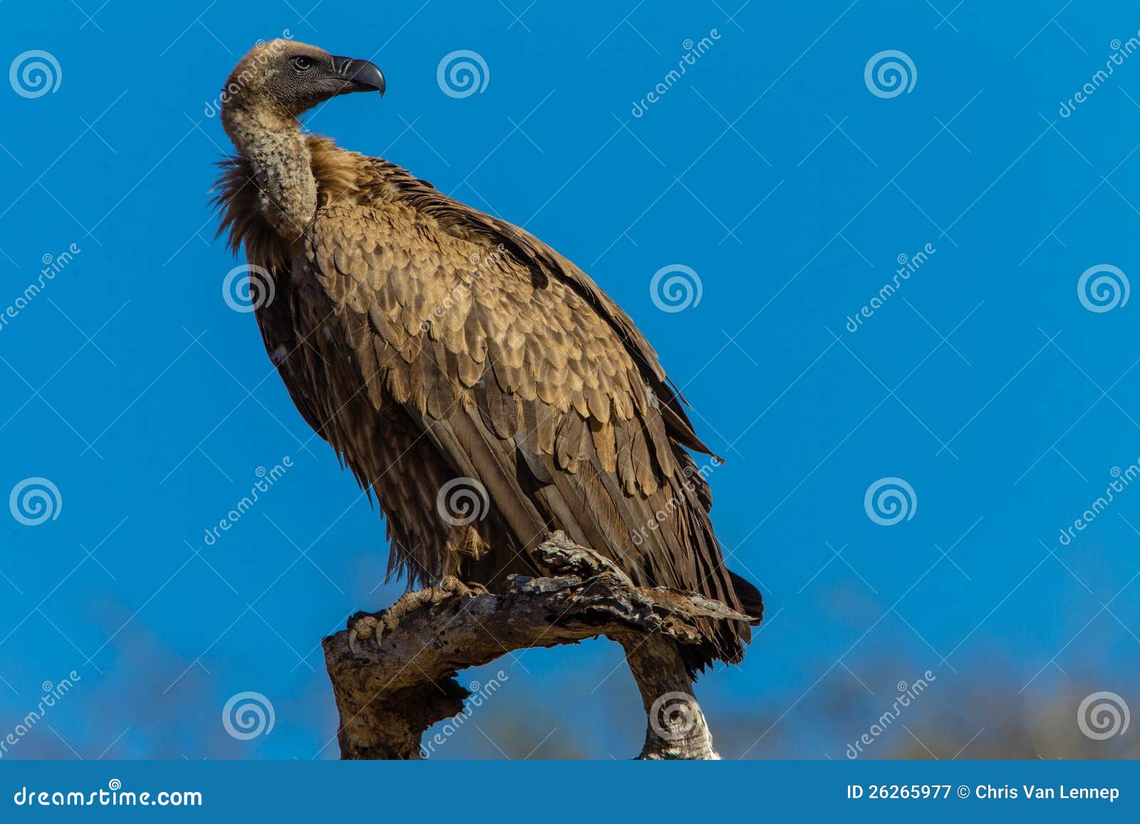 Bird White Backed Vulture Close Stock Image - Image of colors, vultures ...