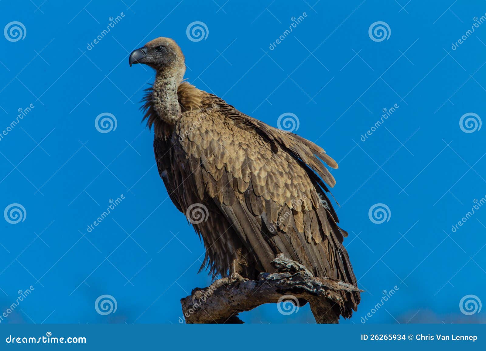 Bird White Backed Vulture Perched Stock Photo - Image of detail ...