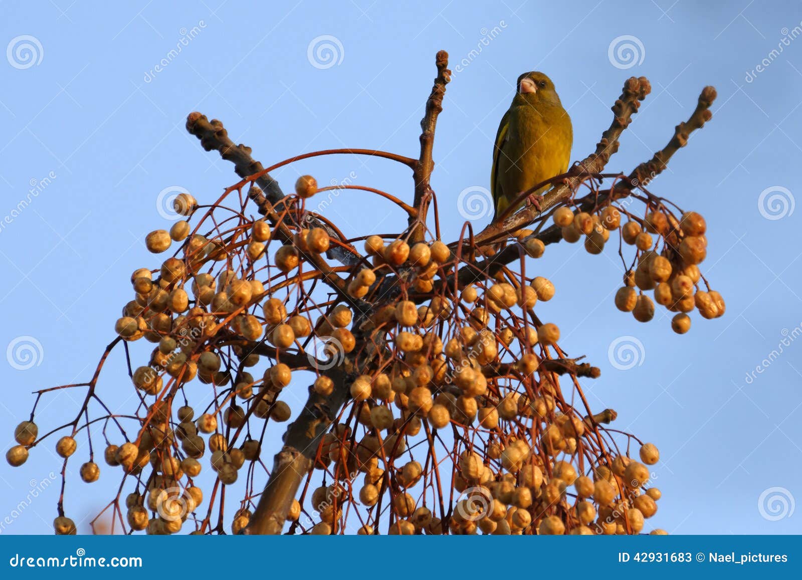 Bird in the White Cedar Tree Stock Image - Image of tree, white: 42931683