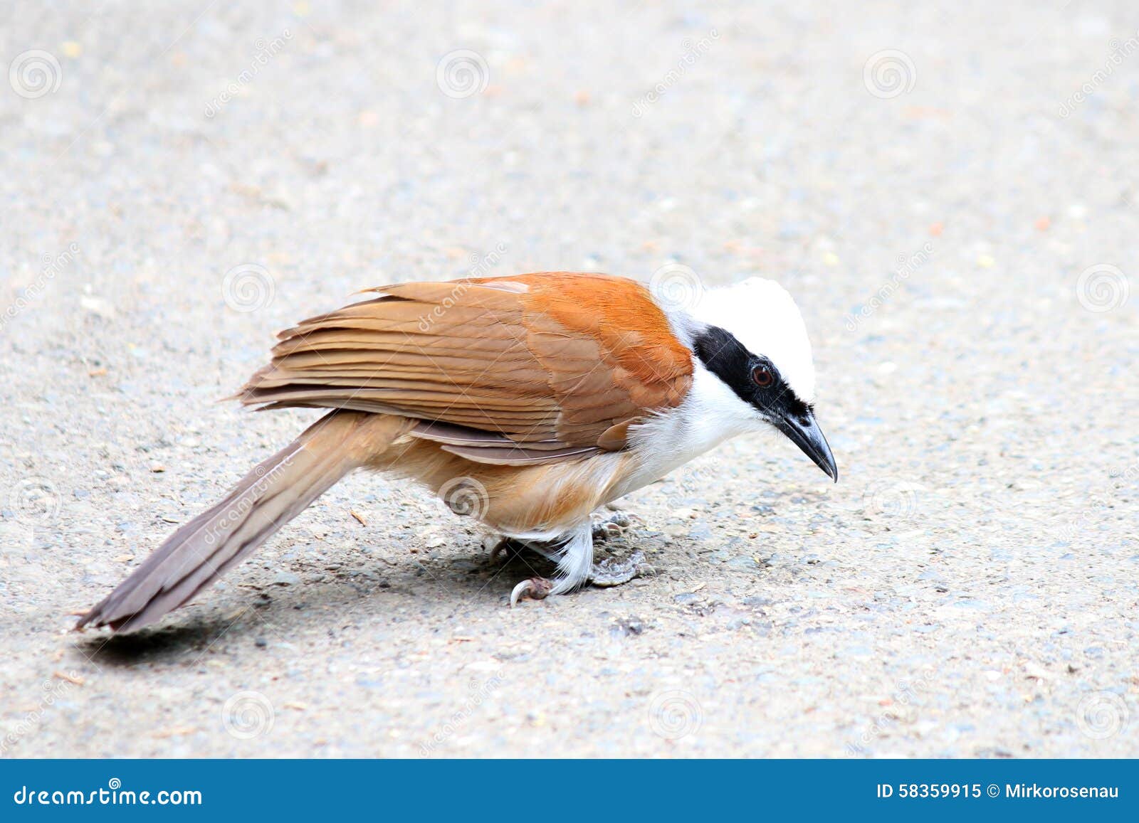 Bird White Crested Laughing Thrush (Garrulax Leucolophus) Stock Image ...